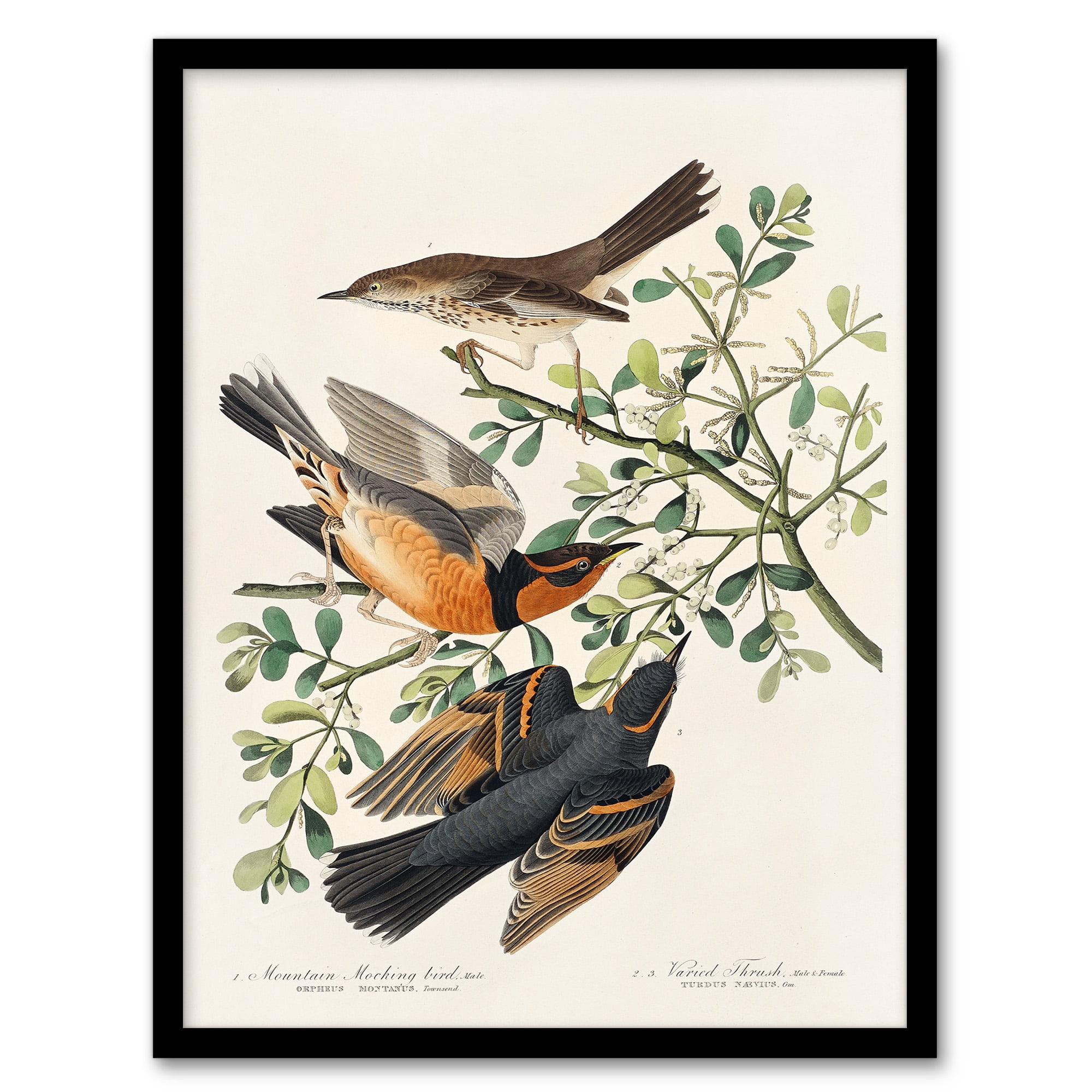 Artery8 John James Audubon Mountain Mocking Bird and Thrush Framed Wall ...