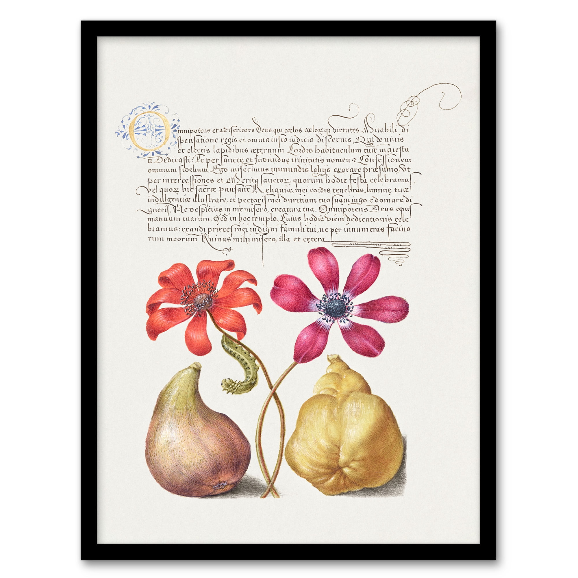 Artery8 Model Book of Calligraphy Poppy Anemone Fig and Quince Framed ...