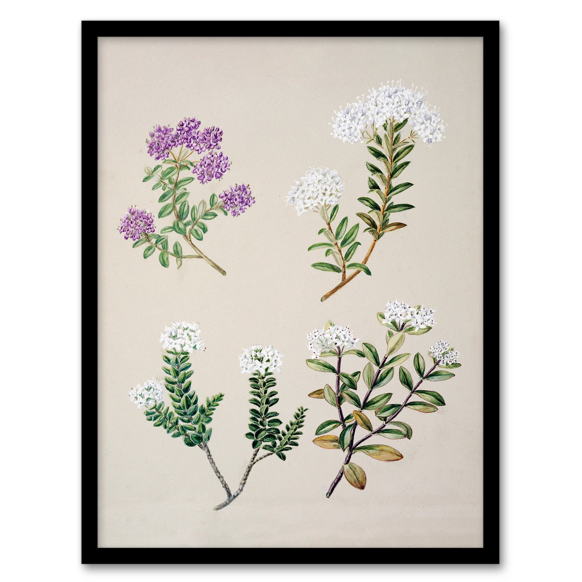 Artery8 Sarah Featon New Zealand Four Veronica Flowering Plants Framed ...