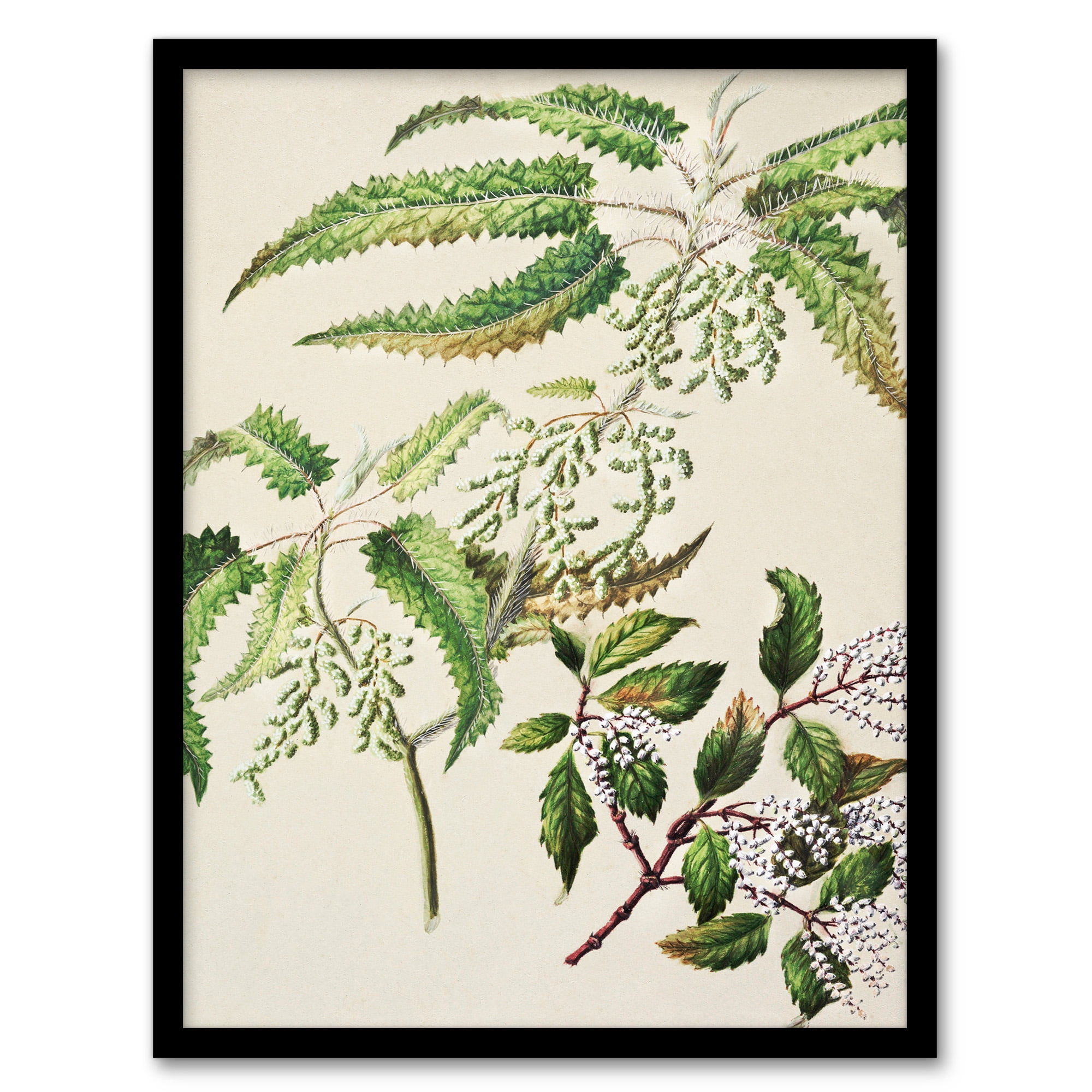 Artery8 Sarah Featon New Zealand Ongaonga Tree Nettle Plant Framed Wall ...