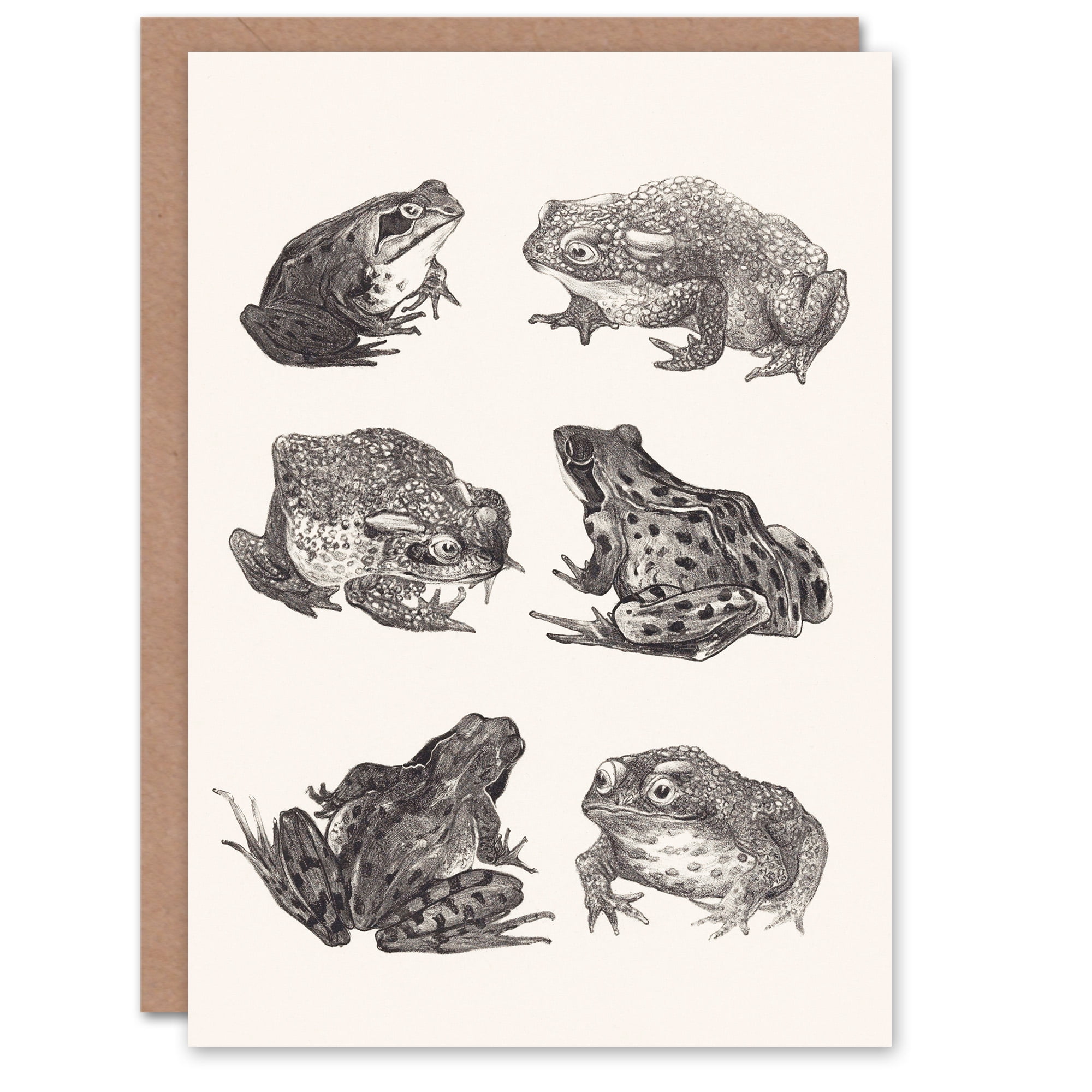 Artery8 Theo van Hoytema Art Card Six Frogs and Toads Pencil Drawing ...