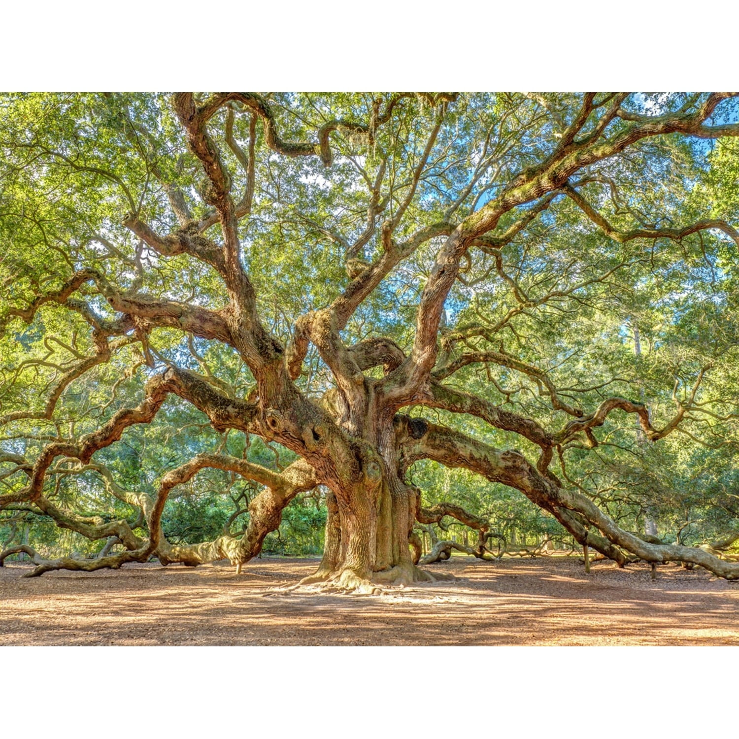 Artful Printers Color Aged Tree Canvas Print 16x20 - Walmart.com