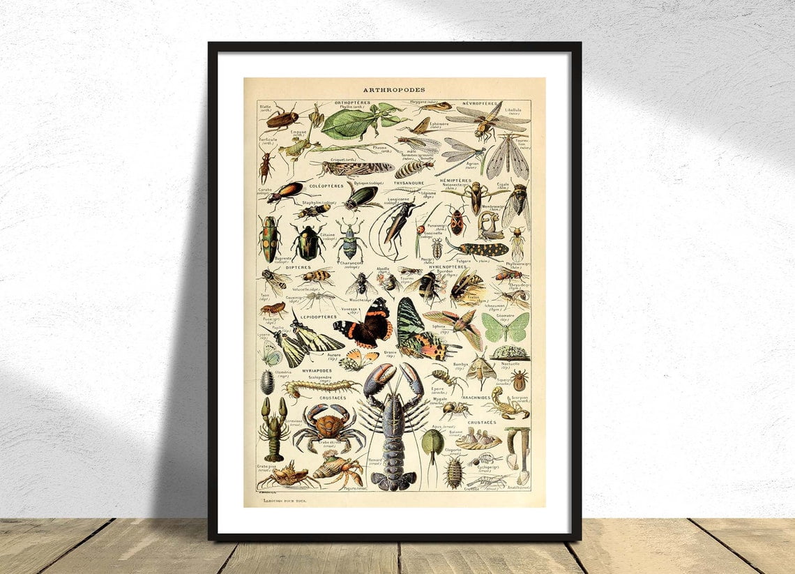Arthropodes Adolphe Millot Pour Tous Natural History Collection ...