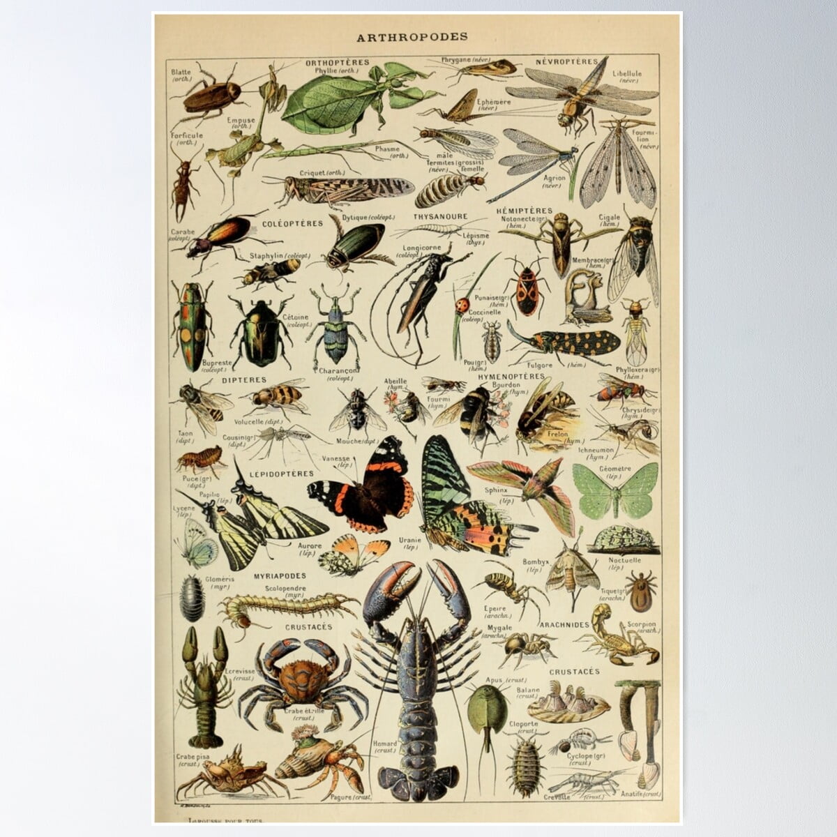 Arthropods (1907-1910) - Le Larousse Pour Tous Poster Wall Art, Modern ...