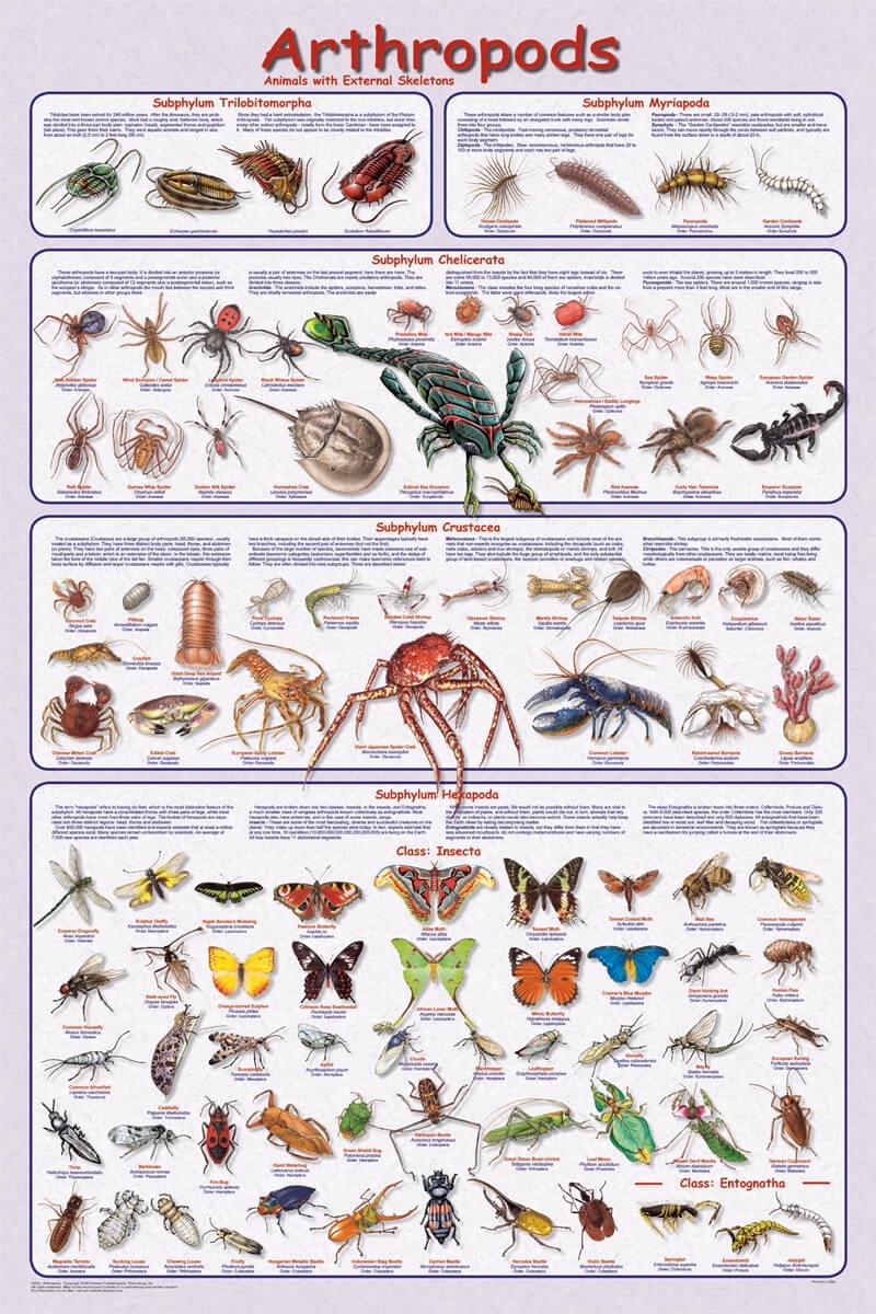 Arthropods Educational Poster 24x36 - Walmart.com