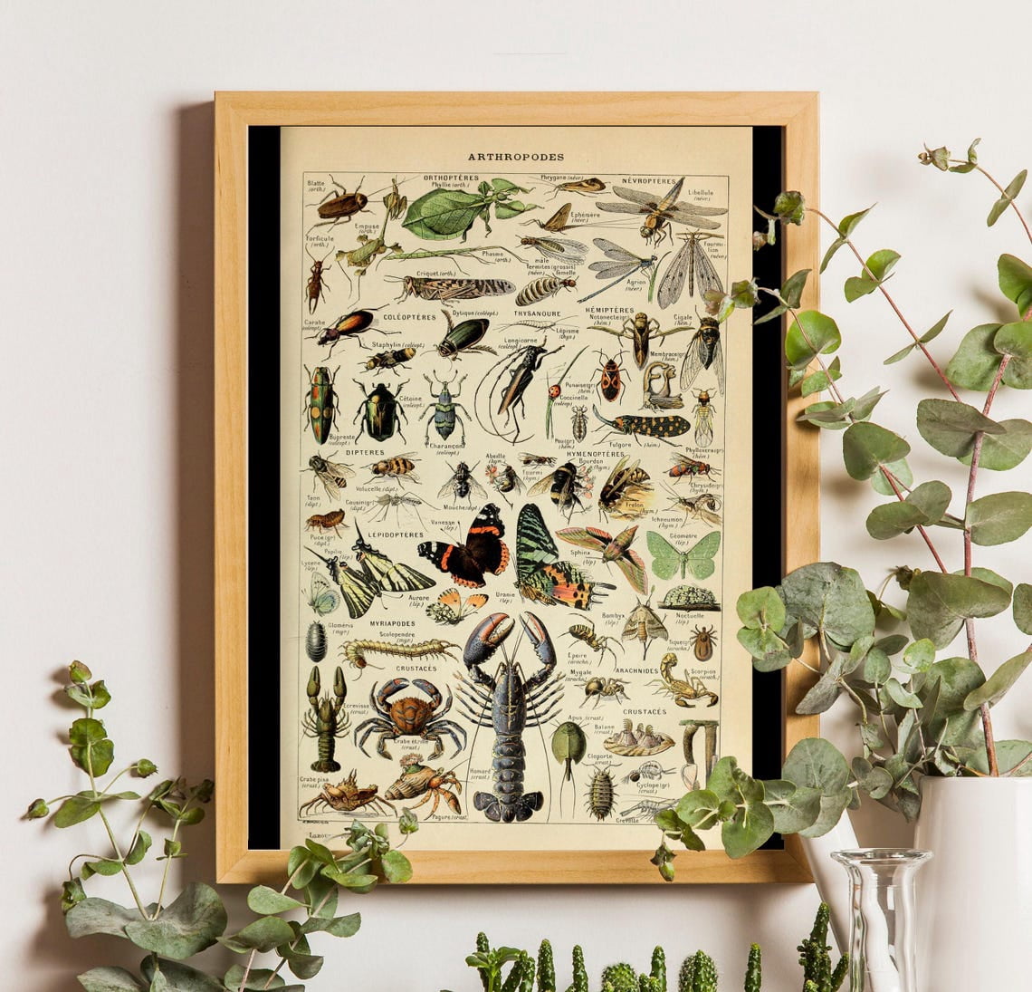Arthropods Vintage Biology Poster Adolphe Millot Scientific ...