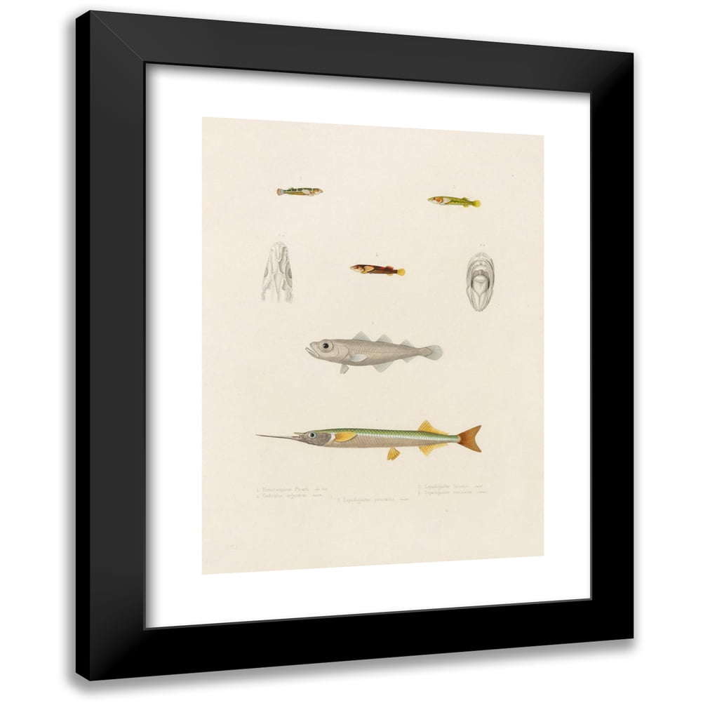 Arthus Bertrand 14x18 Black Modern Framed Museum Art Print Titled ...