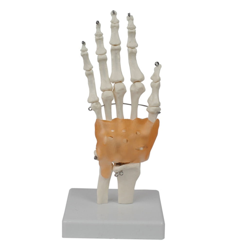 Articulated Hand Skeleton Teaching Model For Anatomy Practice Artists ...