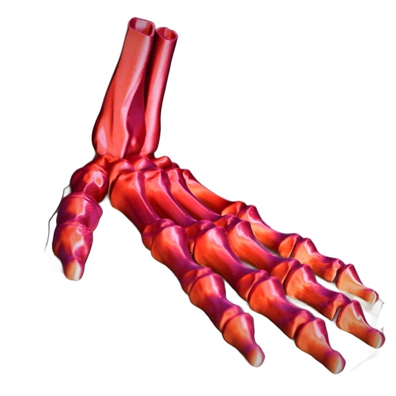 Articulated Skull Hand Sculpture Adjustable Human Skeleton Palms Model ...