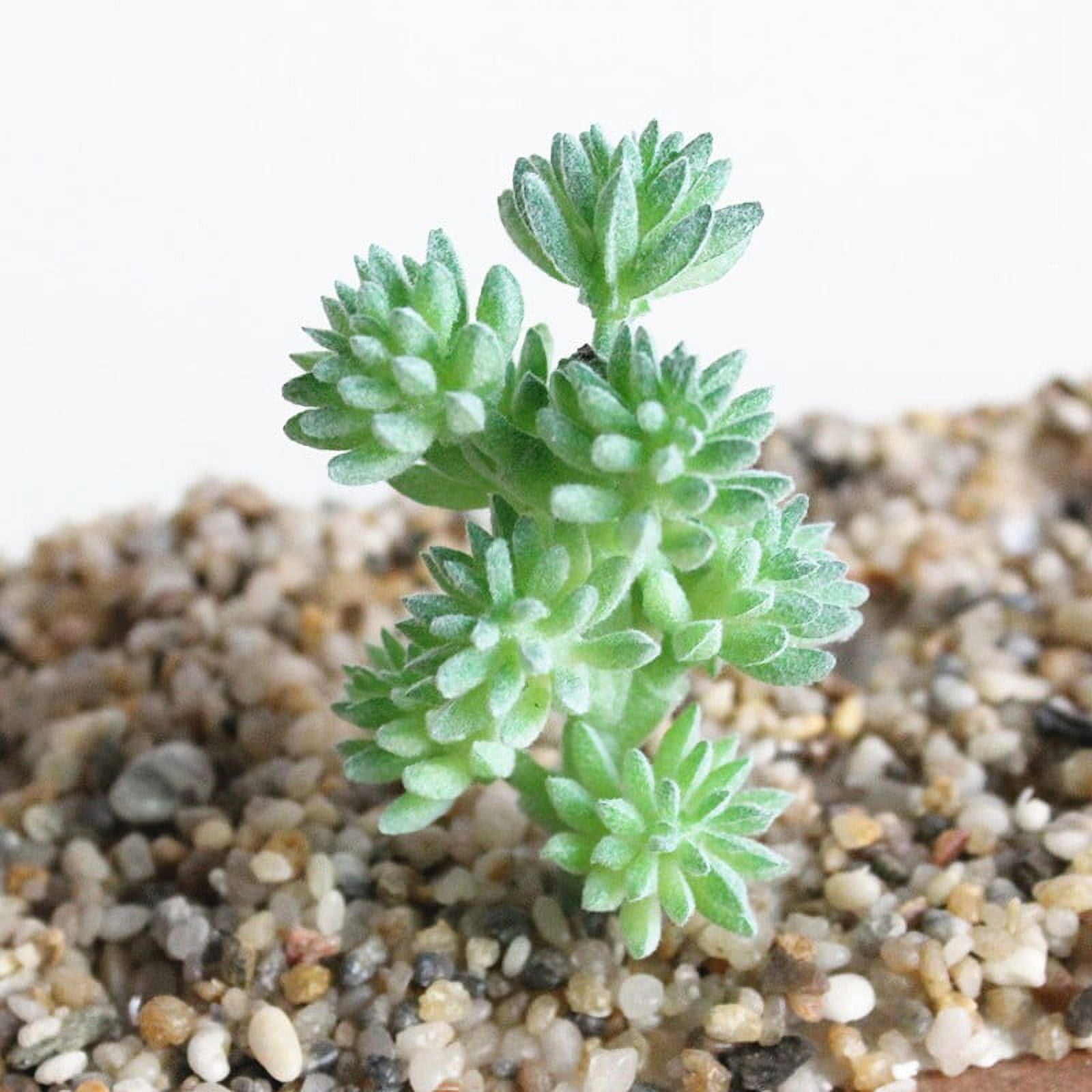 Artifical Plastic Succulent Plant Echeveria Flower Home Office Decor ...