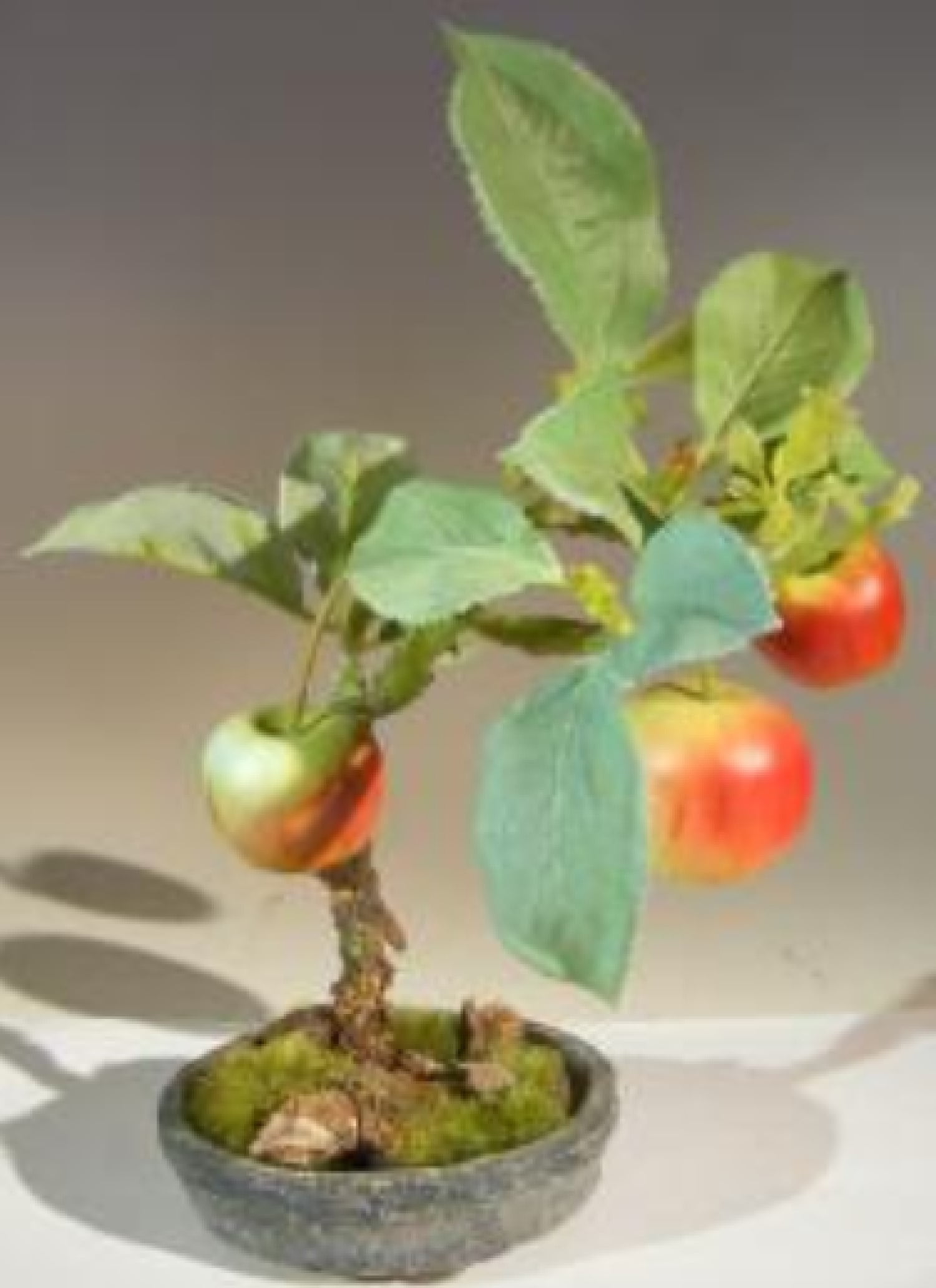 Artificial Apple Bonsai Tree Plant - Walmart.com