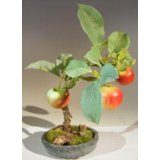 Artificial Apple Bonsai Tree Plant - Walmart.com