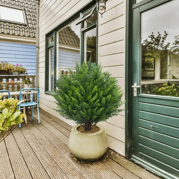 Japanese Cedar For Sale Decor