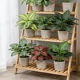 Artificial Evergreen Plant - White Edge Broad Leaf Foliage for Indoor ...