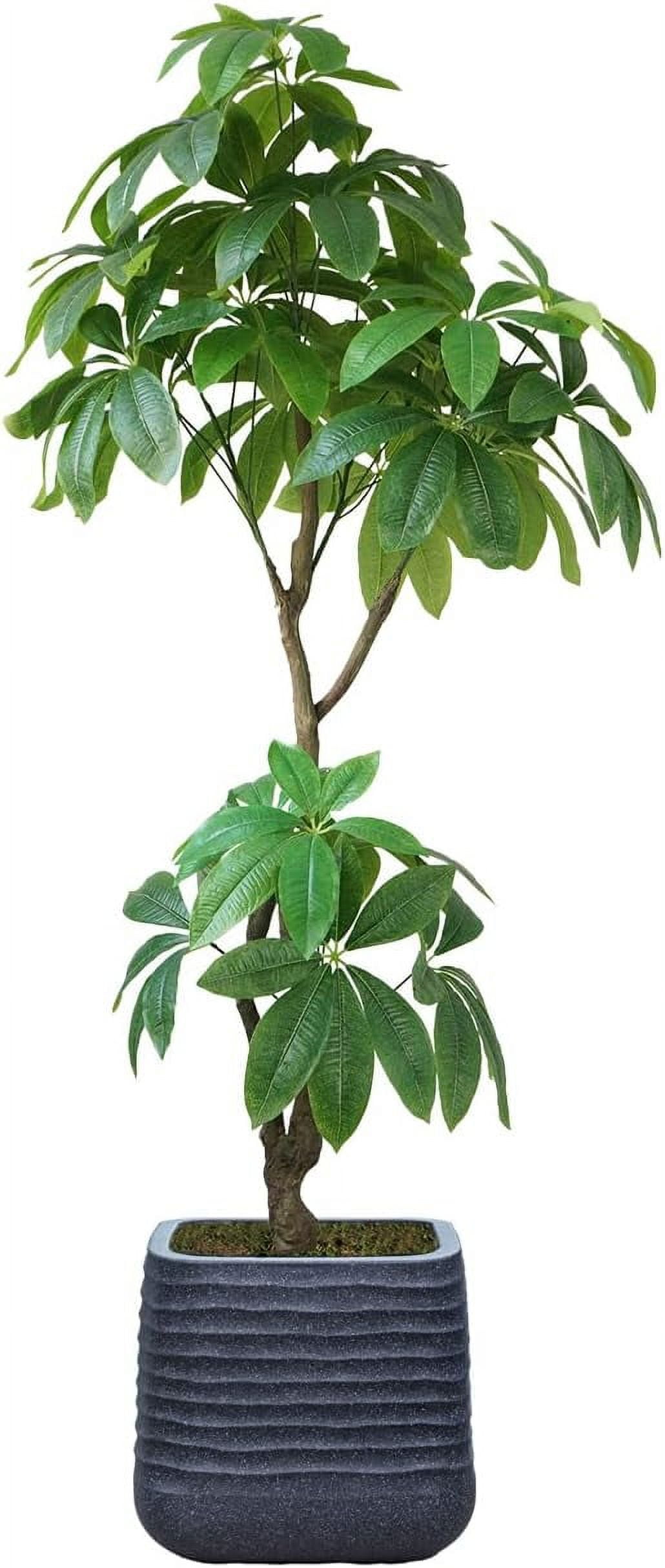 Artificial Faux 79'' Tall Real Touch Money Tree in a black Sustainable ...