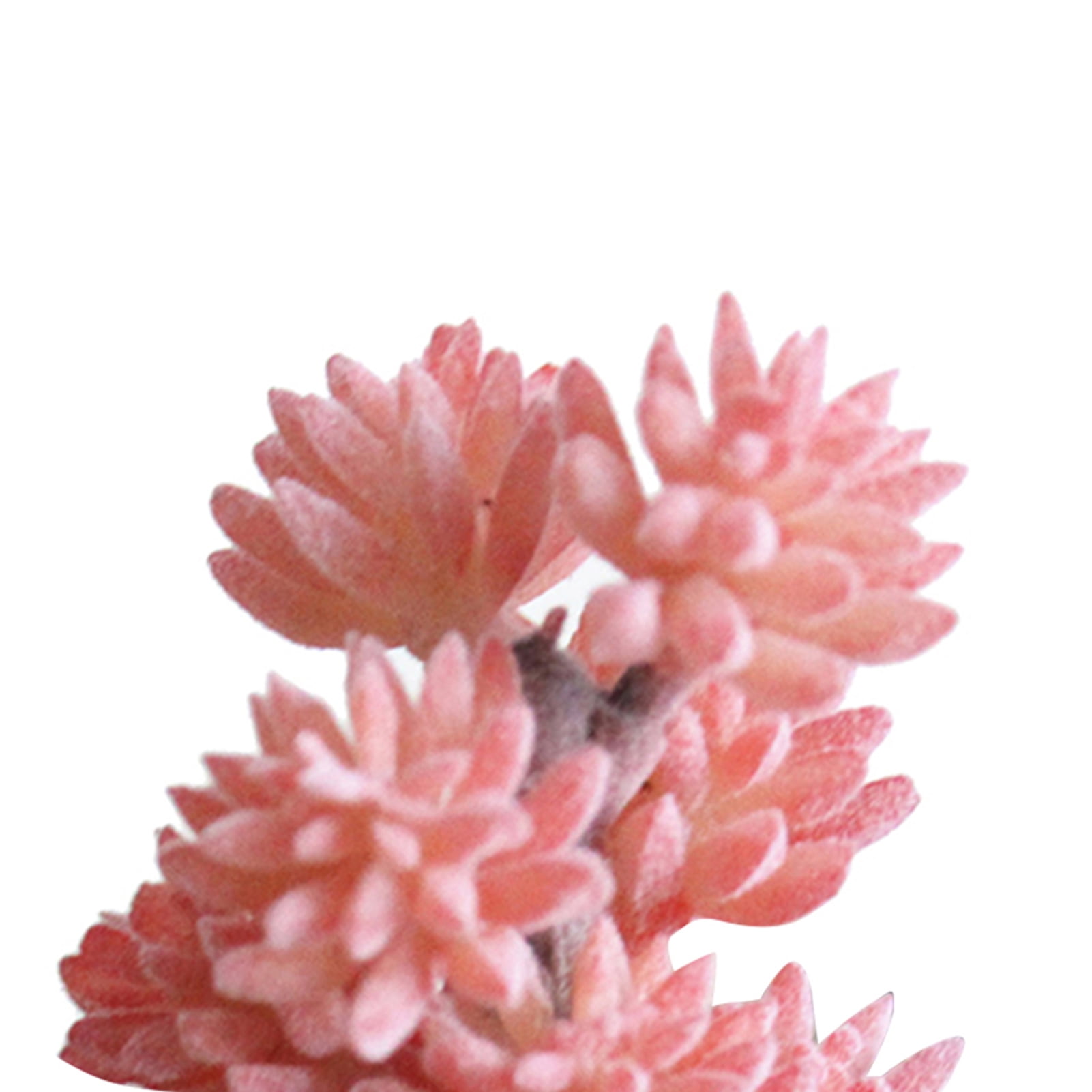 Artificial Flocked Plants Plastic Succulent Unpotted Assorted Realistic ...
