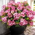 Artificial Geranium Flowers Pink 6 Pack Outdoor Indoor Decoration ...