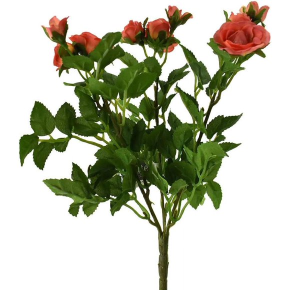 Mini Rose Bush