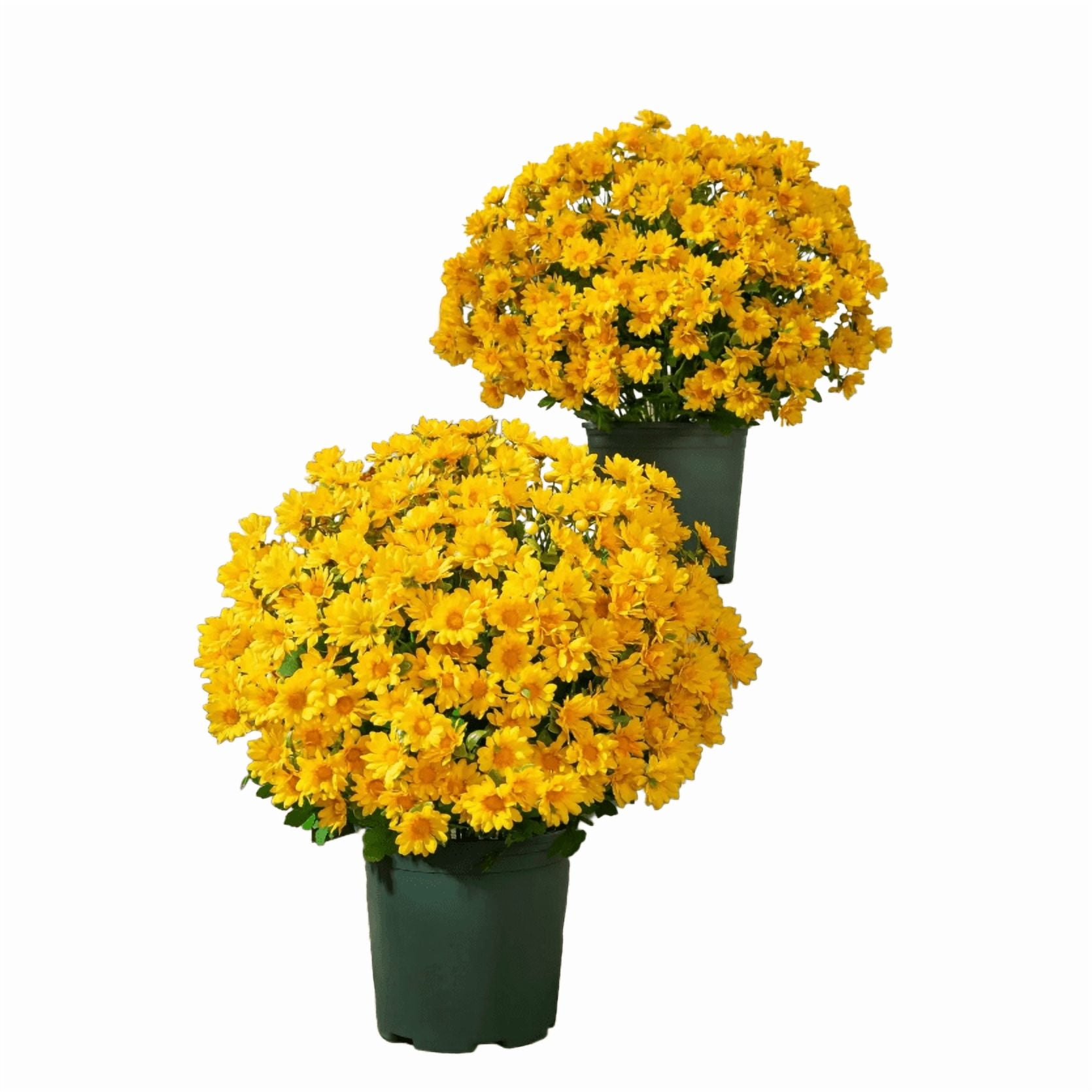 Artificial Mums for Outdoors Planters Fake Mums Fall Flowers Fake ...