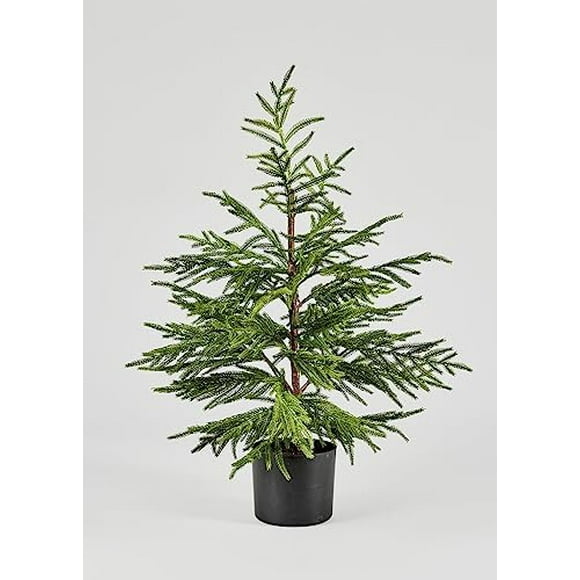 Norfolk Island Pine