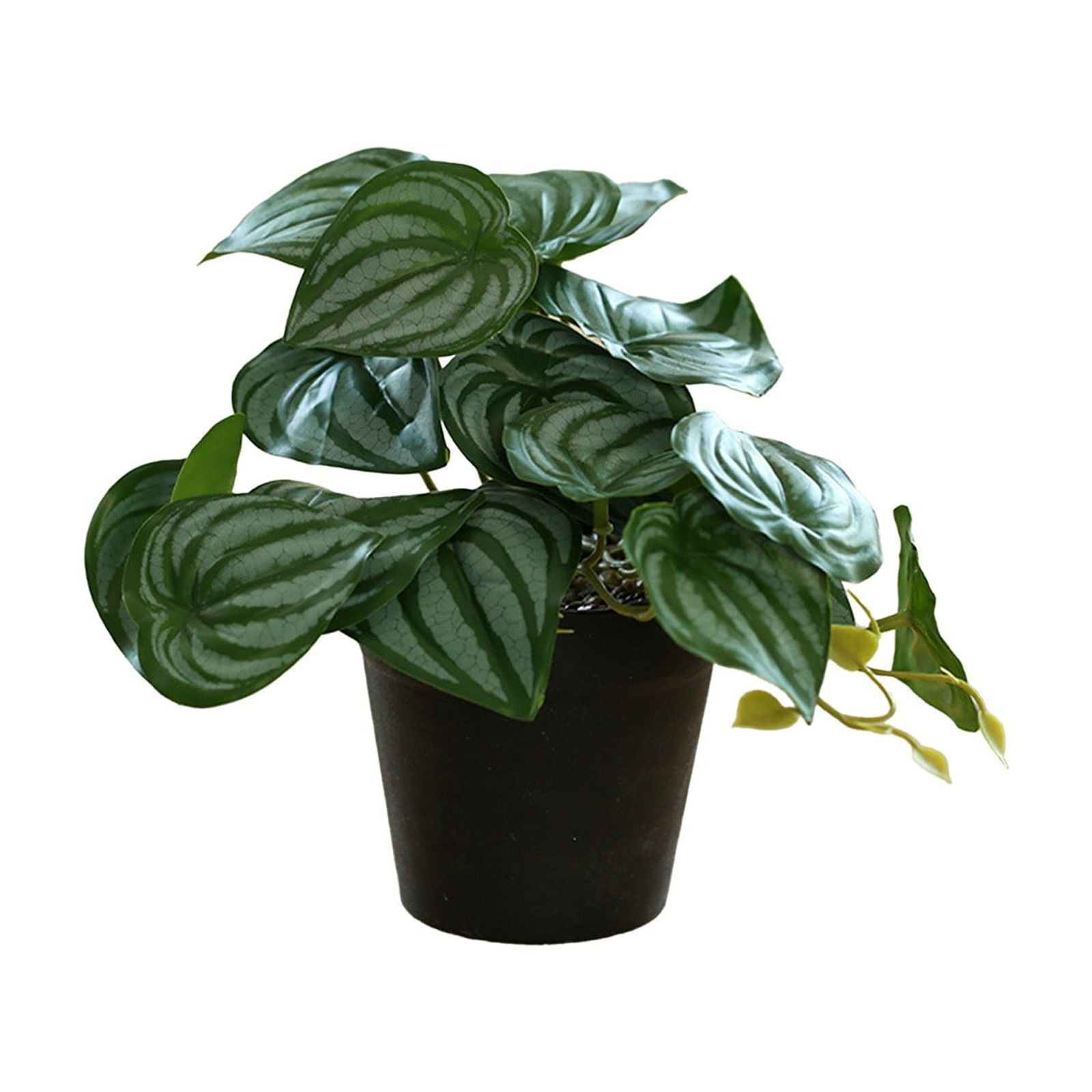 Artificial Peperomia Plant With Realistic Leaf Texture, Plastic ...