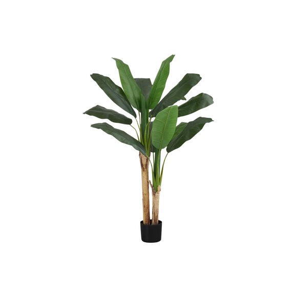 Banana Tree Texas