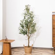 6 ft Tall Large Indoor Faux Moringa Oleifera Tree in Pot, Artificial ...