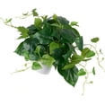 Artificial Pothos Plant with Plastic Pot - Fake Indoor Faux Plant for ...