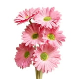 Artificial Real Touch Gerbera Barberton Daisy Stems (Set of 6 ...