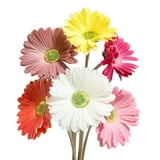 Artificial Real Touch Gerbera Barberton Daisy Stems (Set of 6 ...