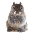 Artificial Realistic Squirrel Figure Outdoor garden and home Decoration ...