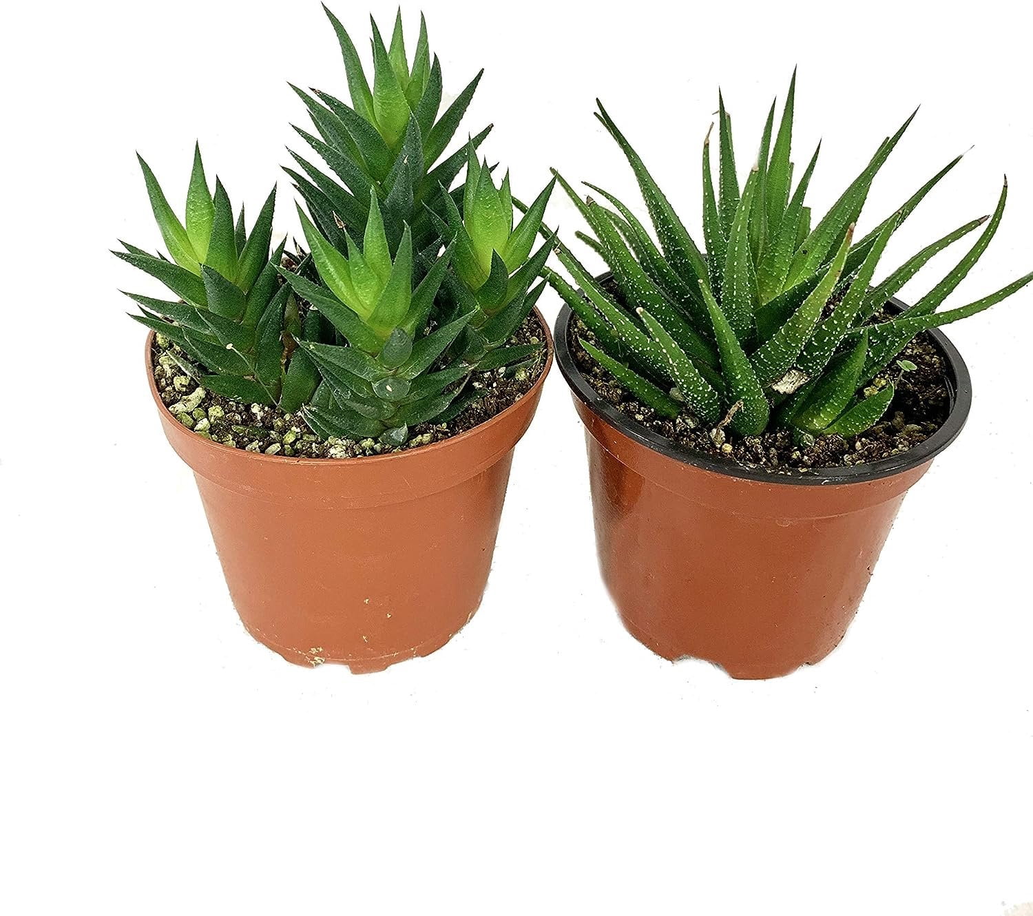 Artisan Grown Haworthia Succulent Collection 2 Live Haworthia Plants in ...
