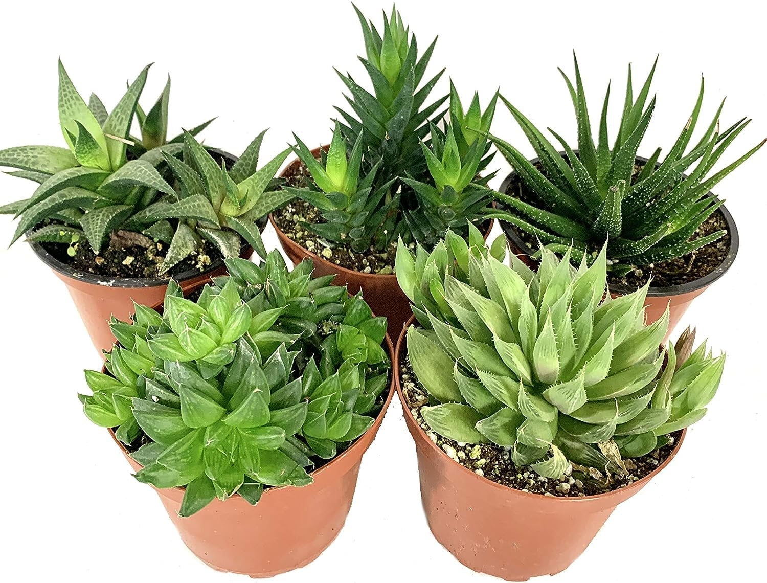 Artisan Grown Haworthia Succulent Collection 5 Live Haworthia Plants in ...