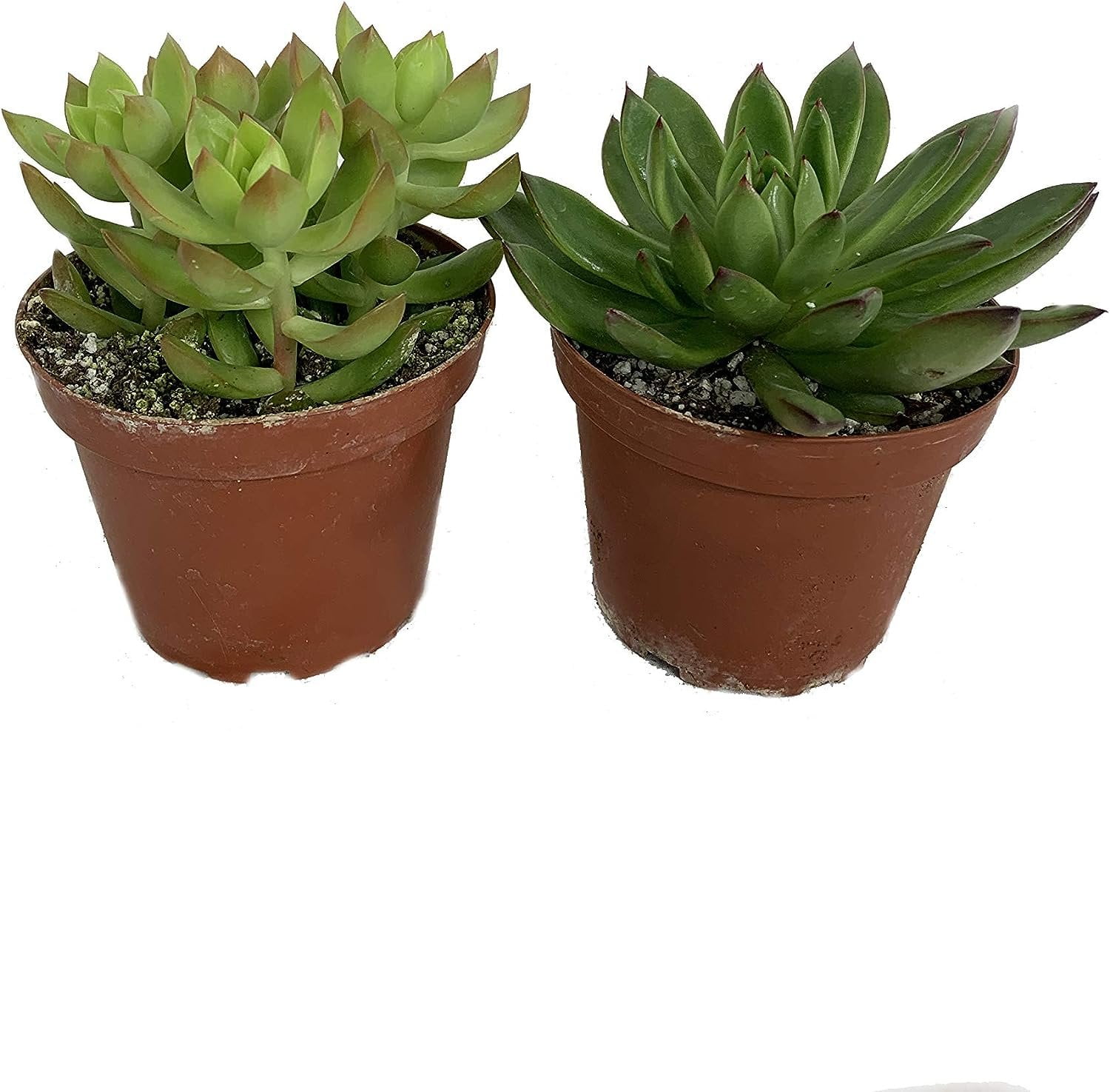 Artisan Grown Succulent Collection 2 Live Succulent Plants in 4 Inch ...