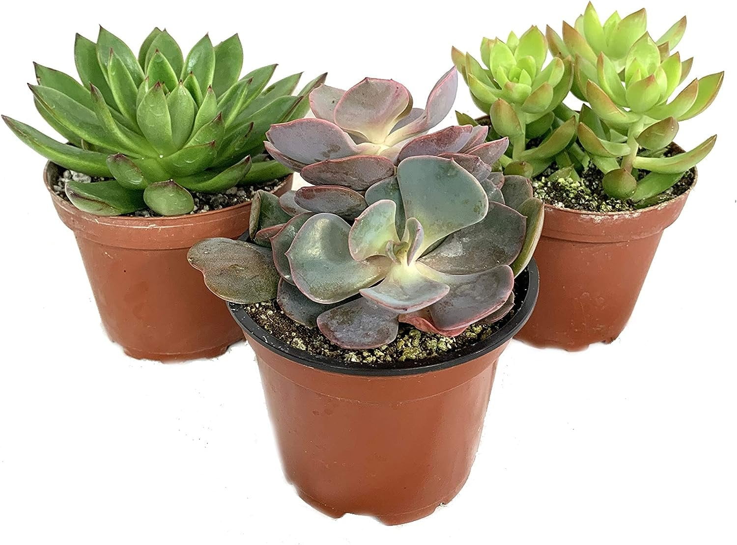 Artisan Grown Succulent Collection 3 Live Succulent Plants in 4 Inch ...