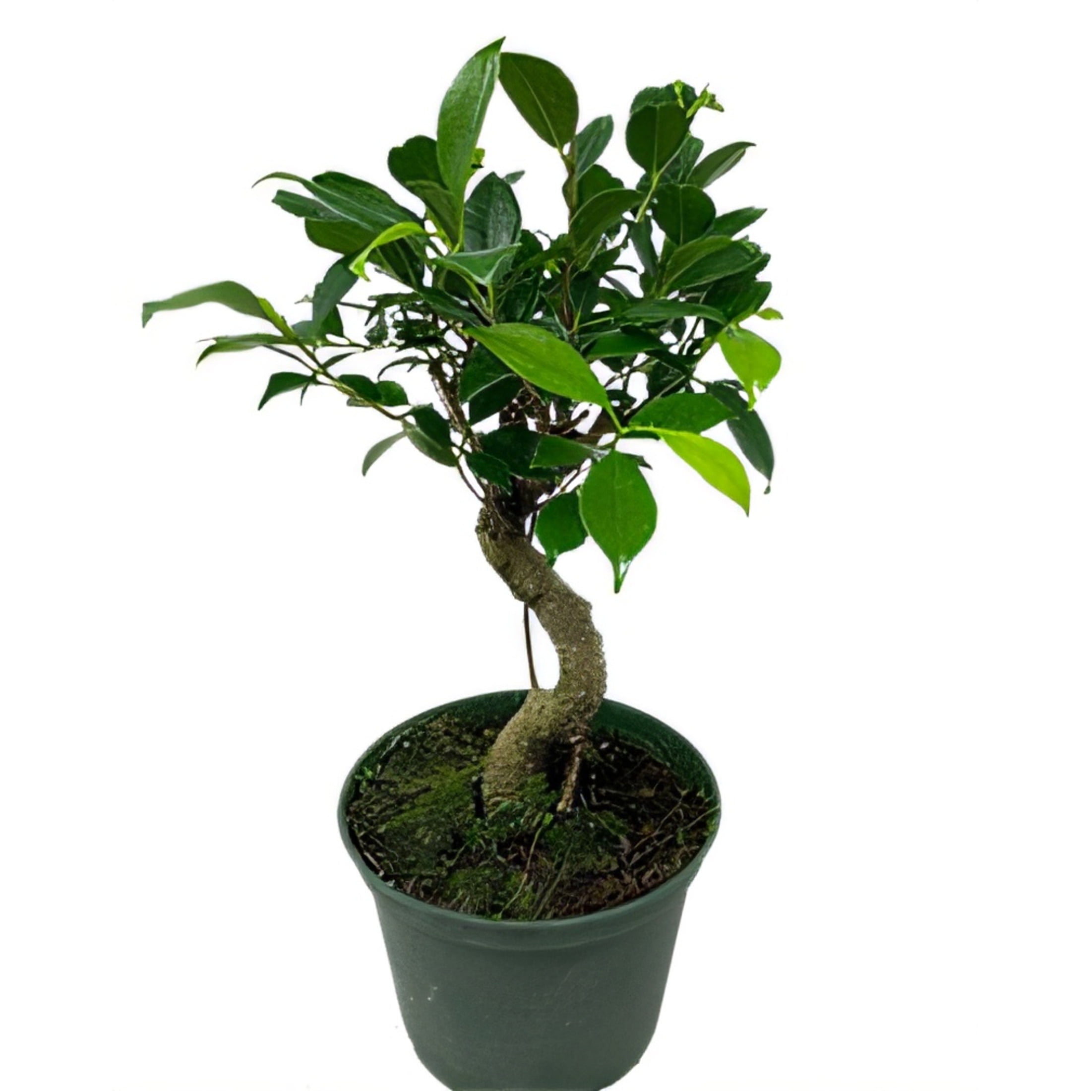 Artisans Bonsai Nursery - Chinese Tiger Bark Ficus - Walmart.com