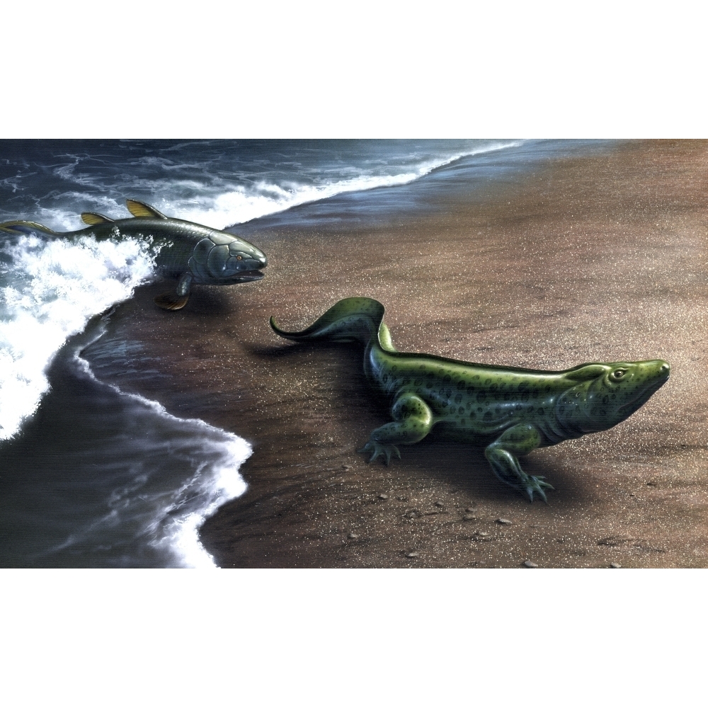 Artists concept depicting the evolution of a lobe-finned fish to an ...