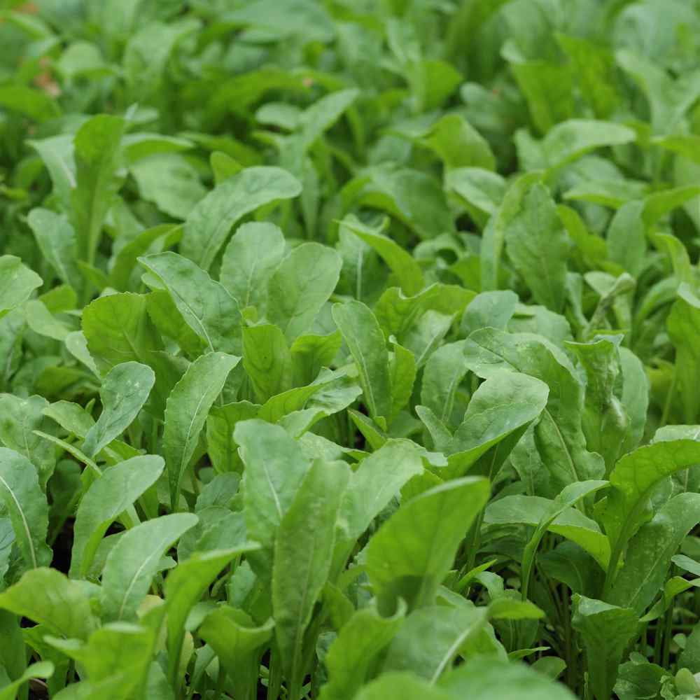 Arugula Seeds - Rocket Herb Seed - 1 LB - Walmart.com