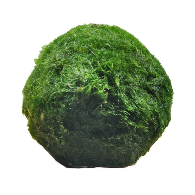 Aruwei Natural Moss Decorative Ball Live Moss Balls Ornament Fish Tank ...