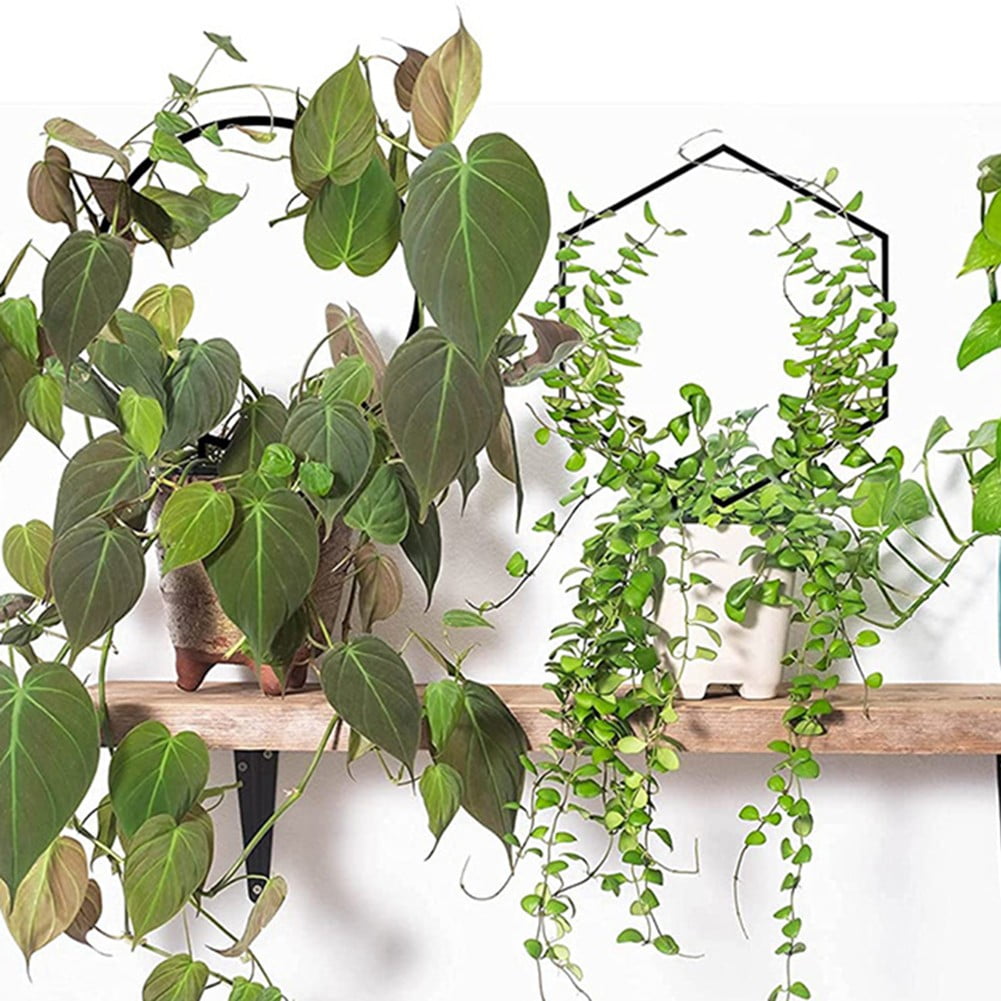 As Shown Round & Hexagonal Shape Garden Metal Climbing Plant Support ...