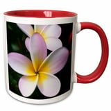 3drose, Ascension Island, Frangipani Flower, Green Mountain - Oc20 ...