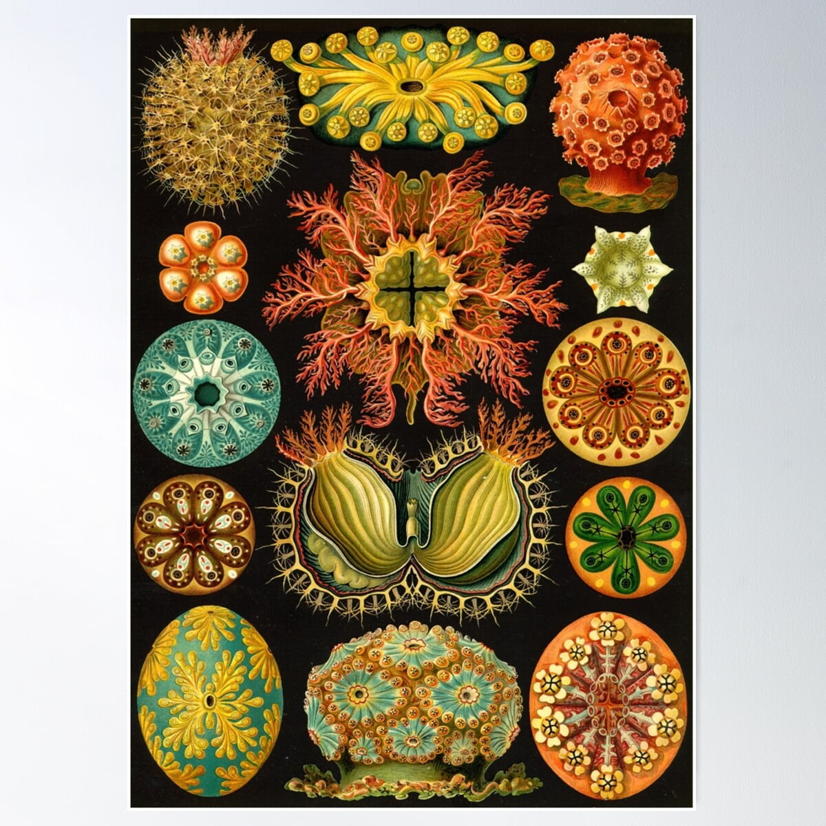Ascidiae (Ascidiacea) - Ernst Haeckel Poster Wall Art, Modern Wall ...
