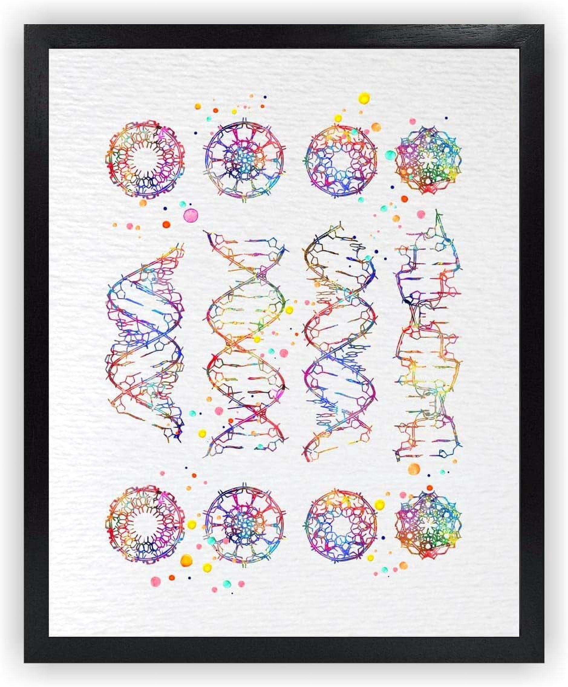 Asdg12s 11X14 Unframed DNA Helix Molecule A-B-C-Z-DNA Watercolor Art ...