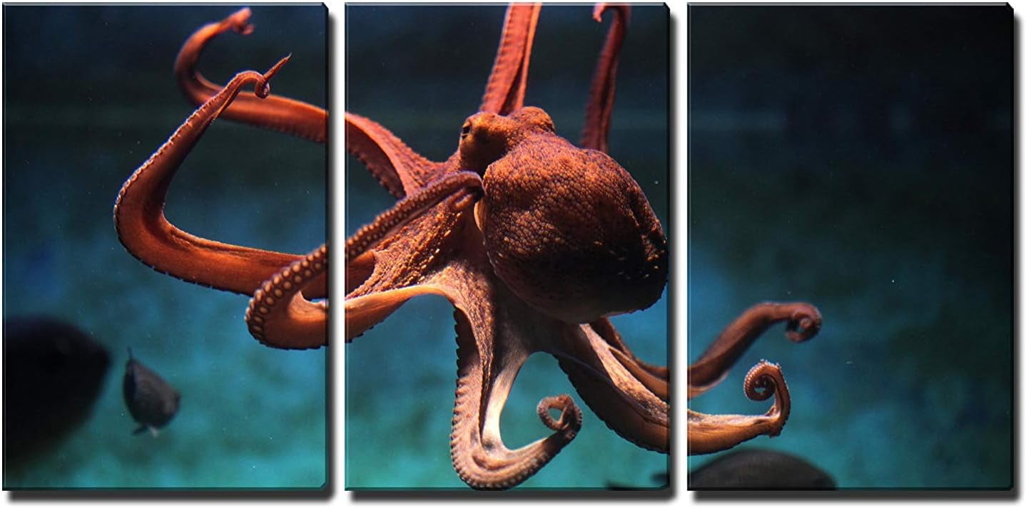Asdg12s-- 3 Piece Canvas Wall Art - Common Octopus (Octopus Vulgaris ...