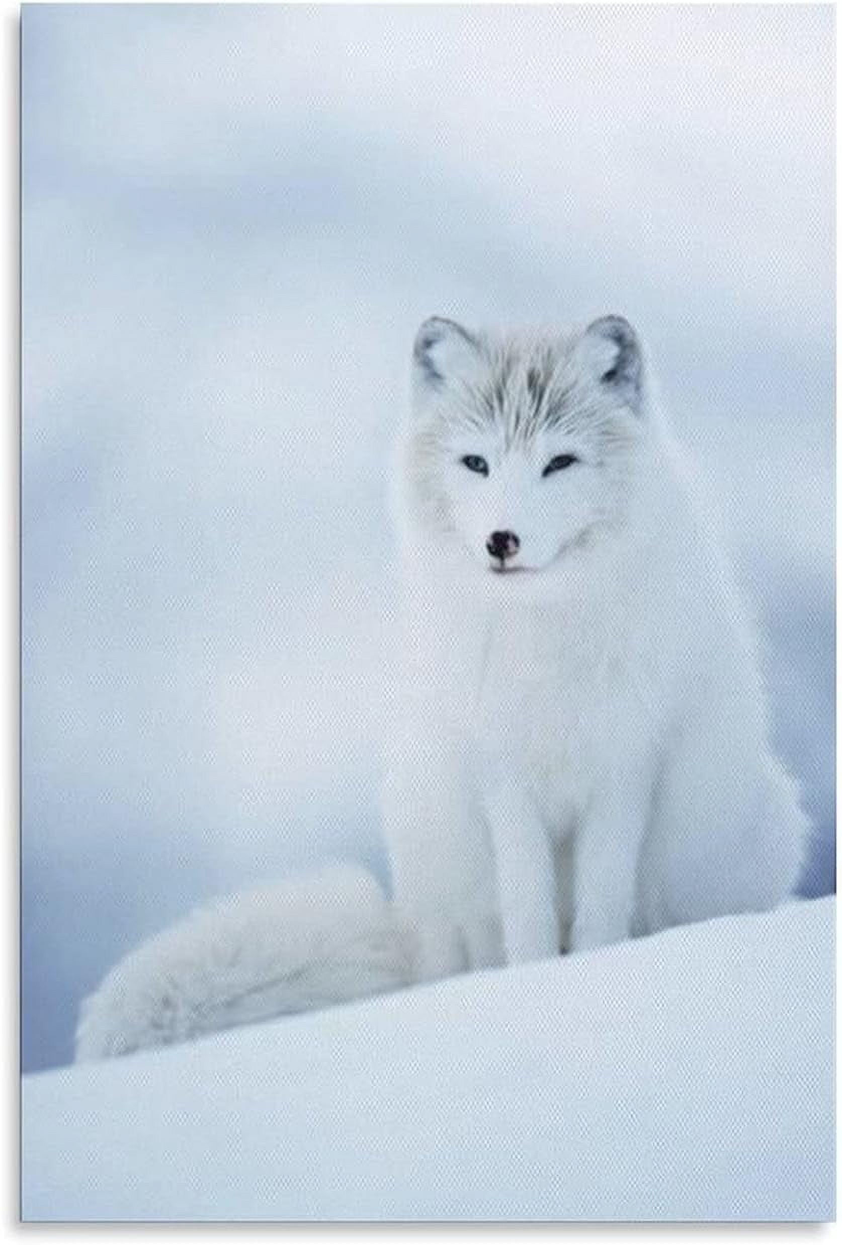 Asdg12s-Animals Poster Arctic Fox Snow White Fox 9 Canvas Poster Wall ...
