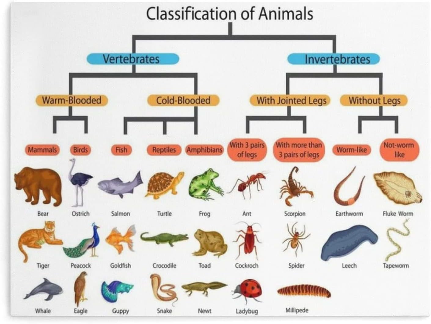 Asdg12s-Biological Poster Animal Biological Classification Hierarchy ...