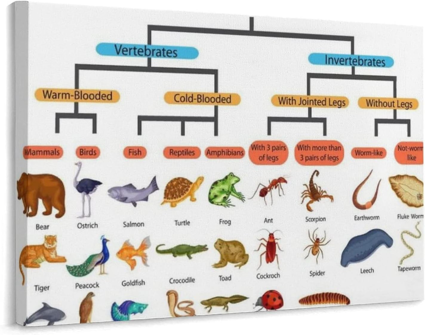 Asdg12s-Biological Poster Animal Biological Classification Hierarchy ...