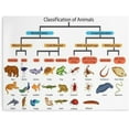 Asdg12s-Biological Poster Animal Biological Classification Hierarchy ...