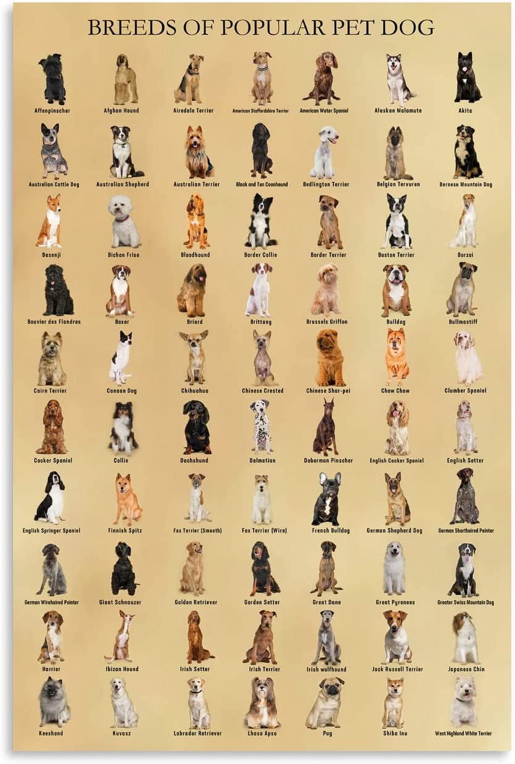 Asdg12s Breeds of Popular Pet Dog Poster Dog Lovers Animals Poster ...