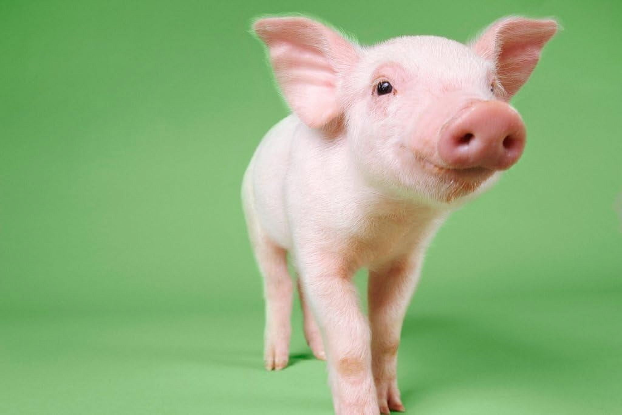 Asdg12s-Cute Little Baby Pig Piglet Standing Pig Prints Wall Art Pig ...